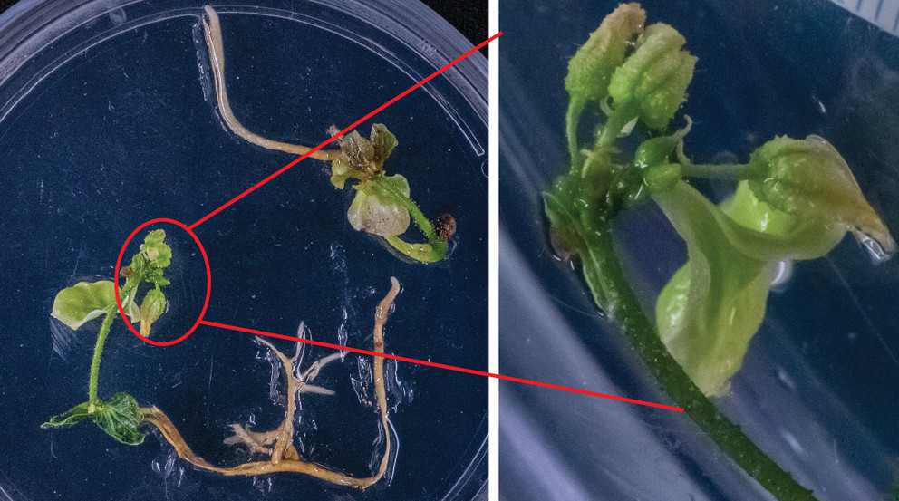 Discovery of Flowering Gene in | The Penn State Parent & Family Hub